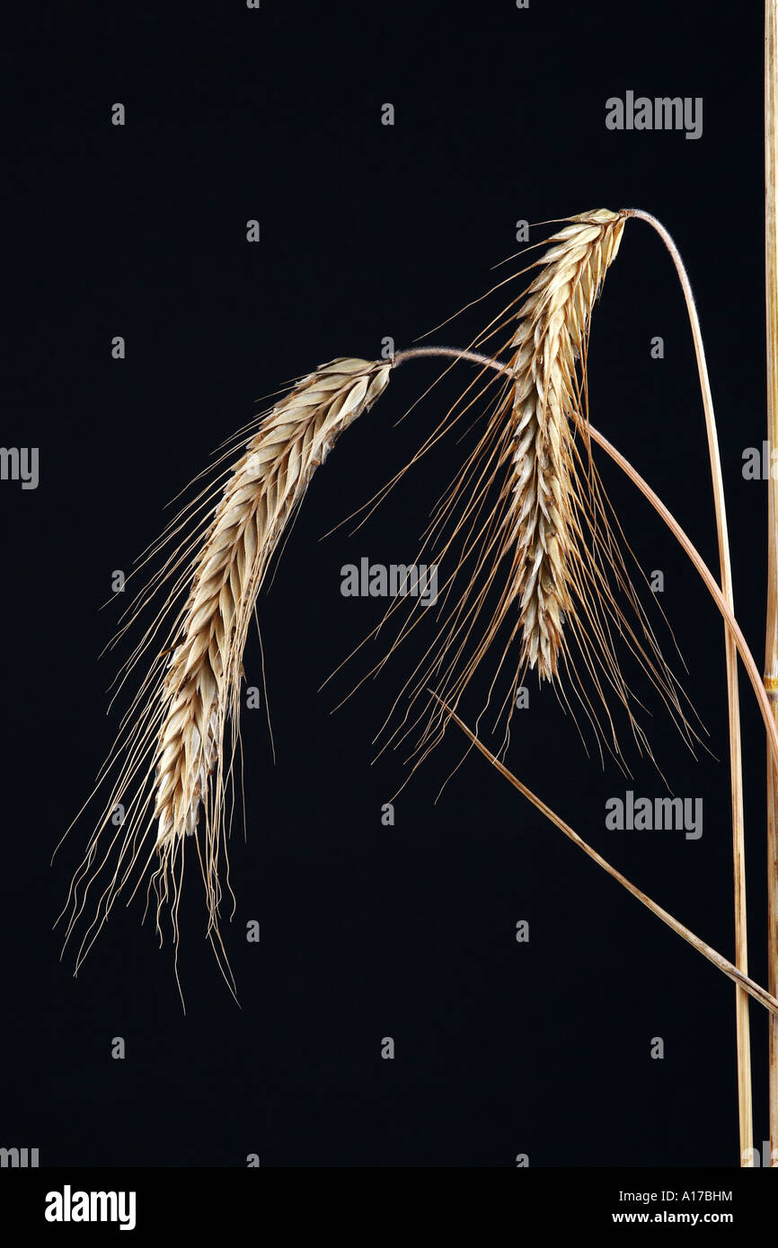 Corn blades hi-res stock photography and images - Alamy