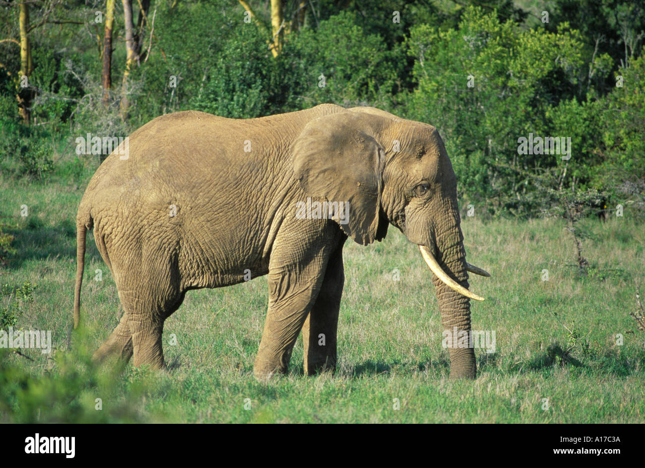 Elephant Kenya East Africa Stock Photo - Alamy