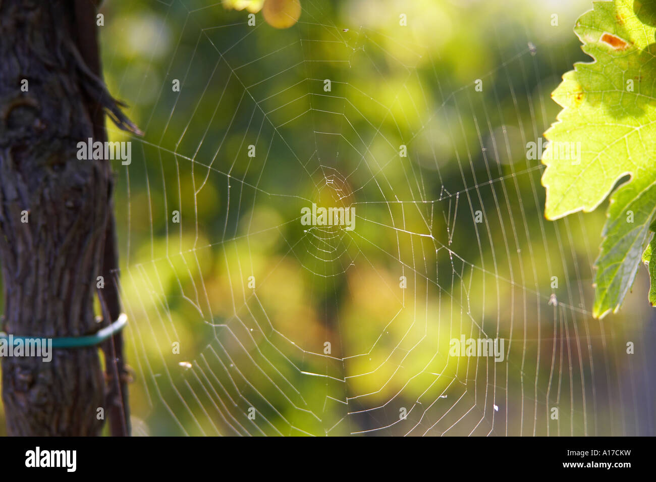 Spiders in hi-res stock photography and images - Alamy