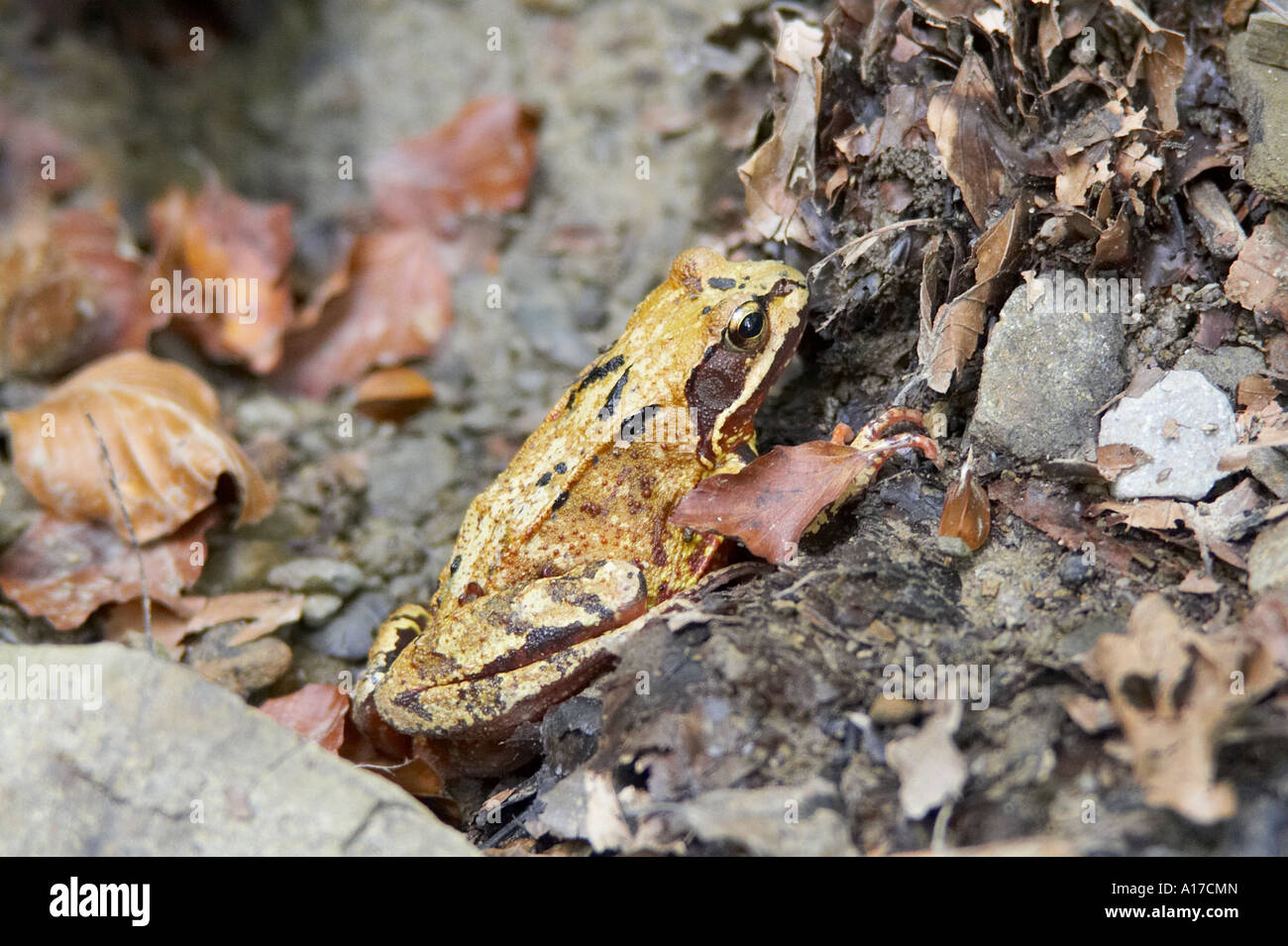 Frog yellow toad hi-res stock photography and images - Alamy