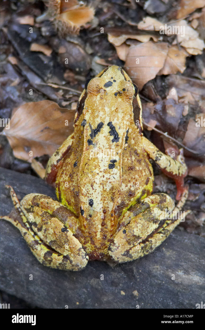 Frog yellow toad hi-res stock photography and images - Alamy