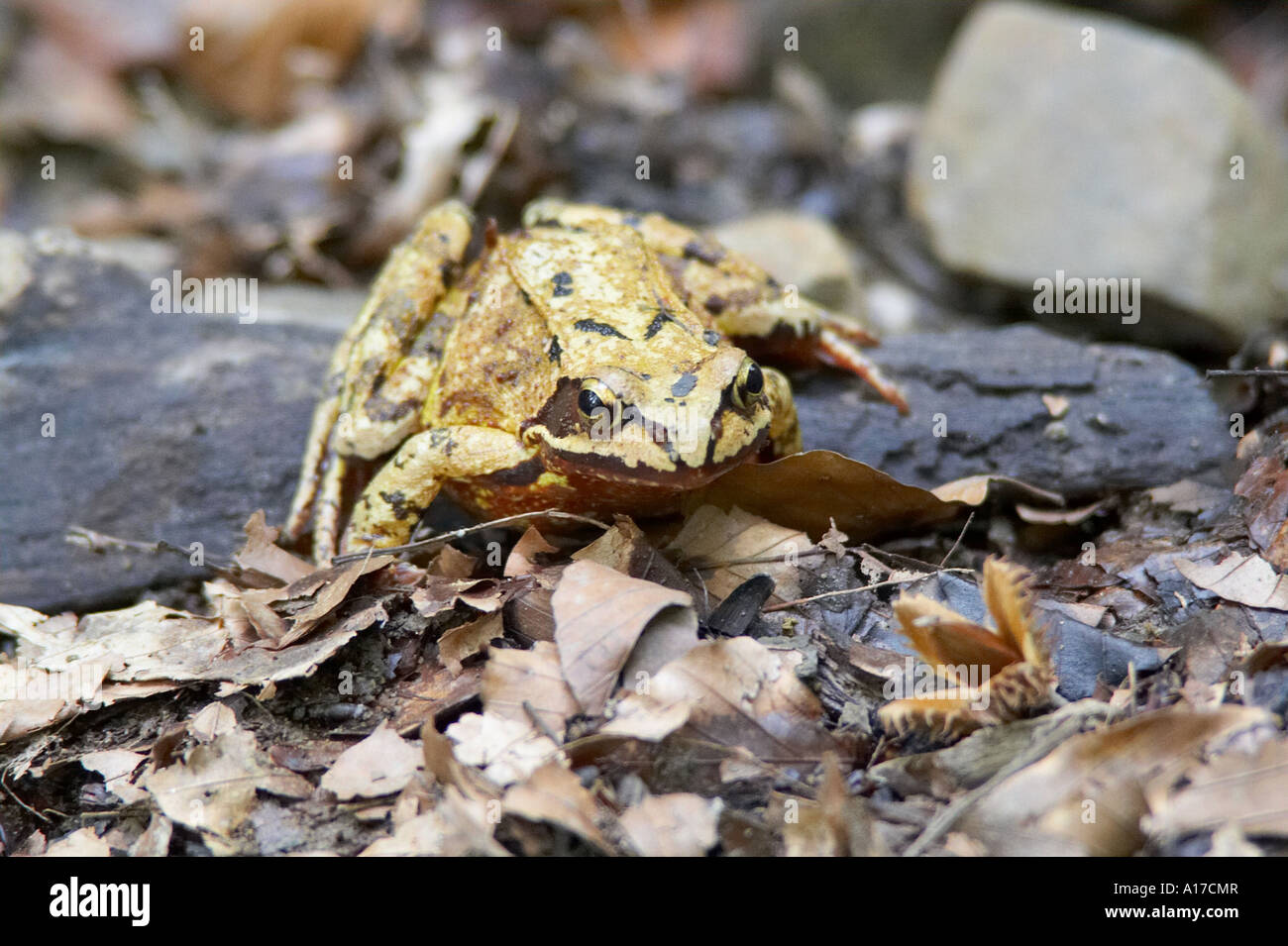 Frog yellow toad hi-res stock photography and images - Alamy