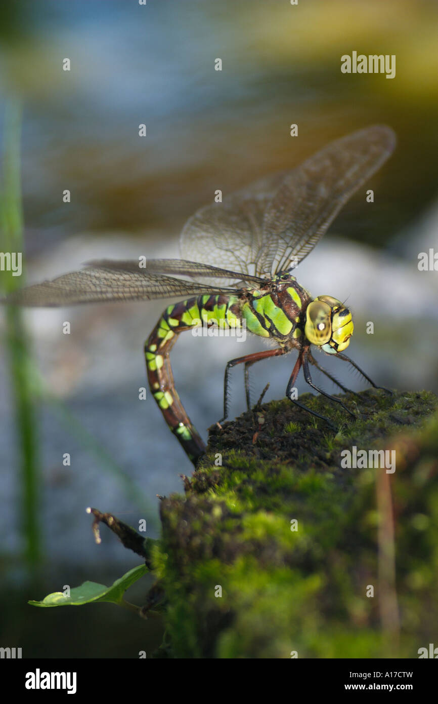 Animal moasic hi-res stock photography and images - Alamy