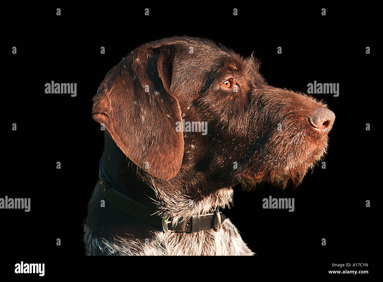 German wirehaired Pointer Portrait Stock Photo - Alamy