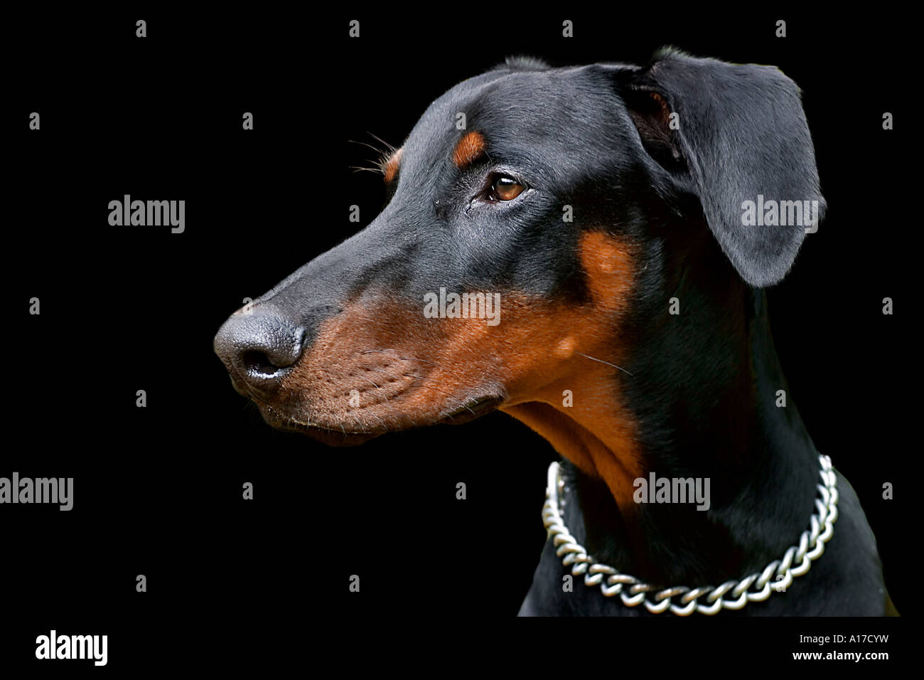 Dark brown doberman pinscher in hi-res stock photography and images - Alamy