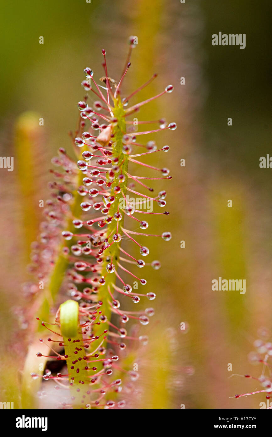 Carpensis hi-res stock photography and images - Alamy