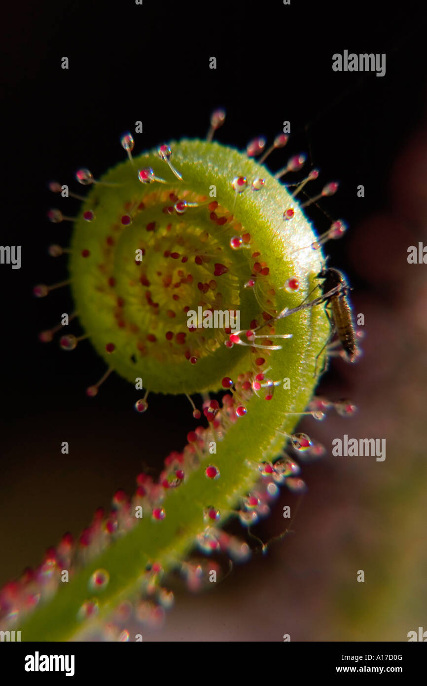 Filiformis hi-res stock photography and images - Alamy