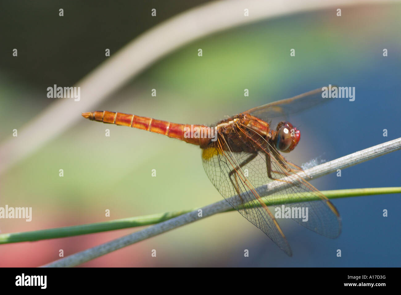 Fire ponds hi-res stock photography and images - Alamy