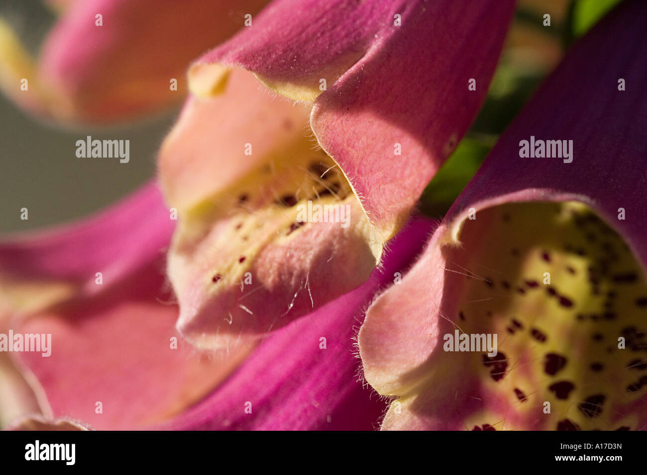 Lethally toxic hi-res stock photography and images - Alamy