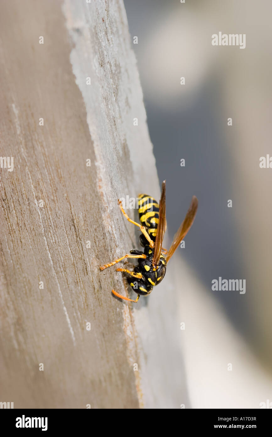 Wasp chewing wood hi-res stock photography and images - Alamy
