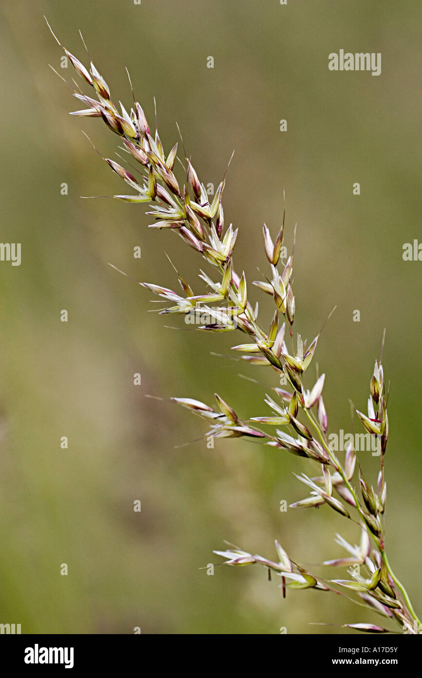 Panicle stack hi-res stock photography and images - Alamy