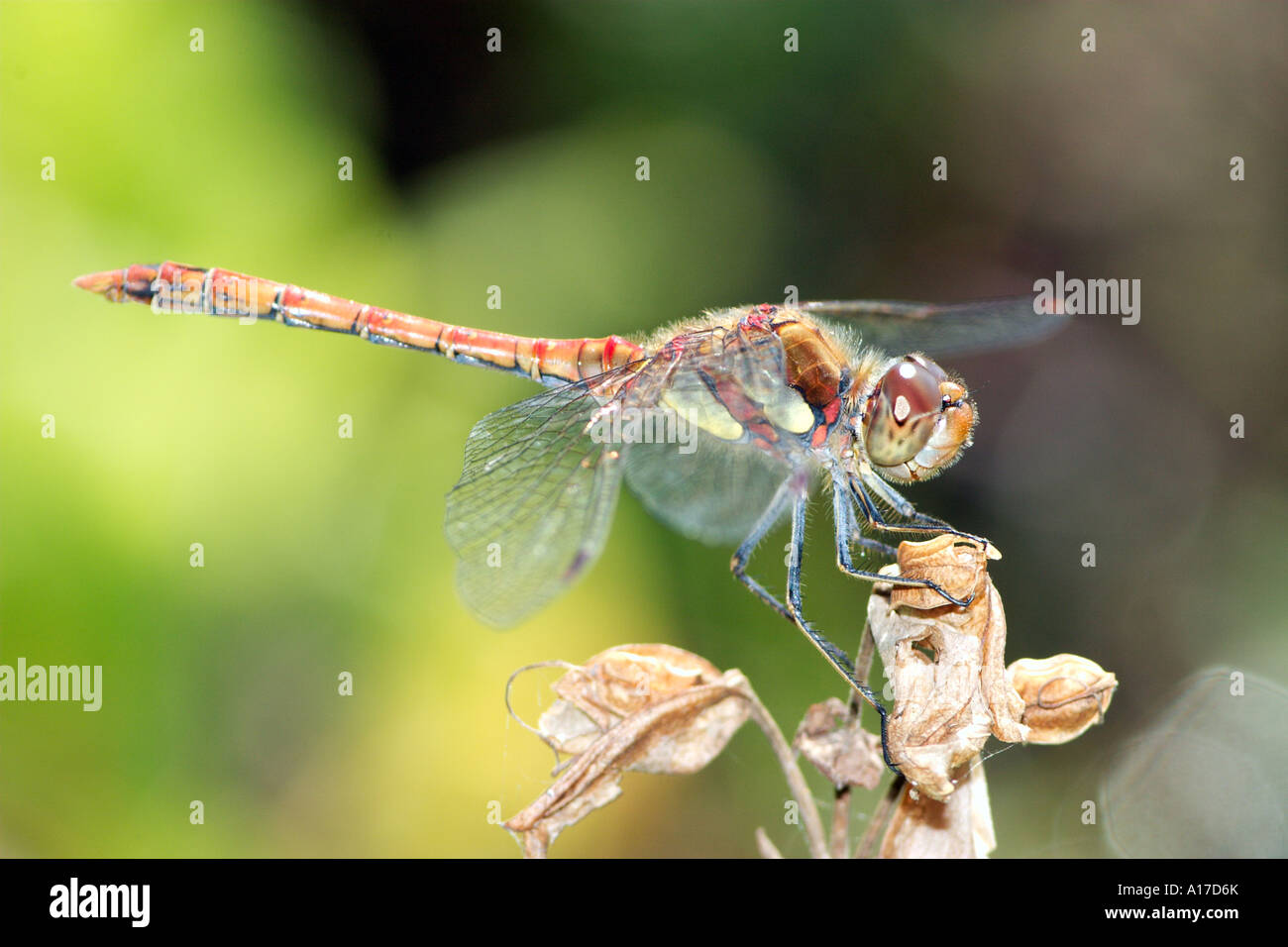 Portrait of common darter hi-res stock photography and images - Alamy