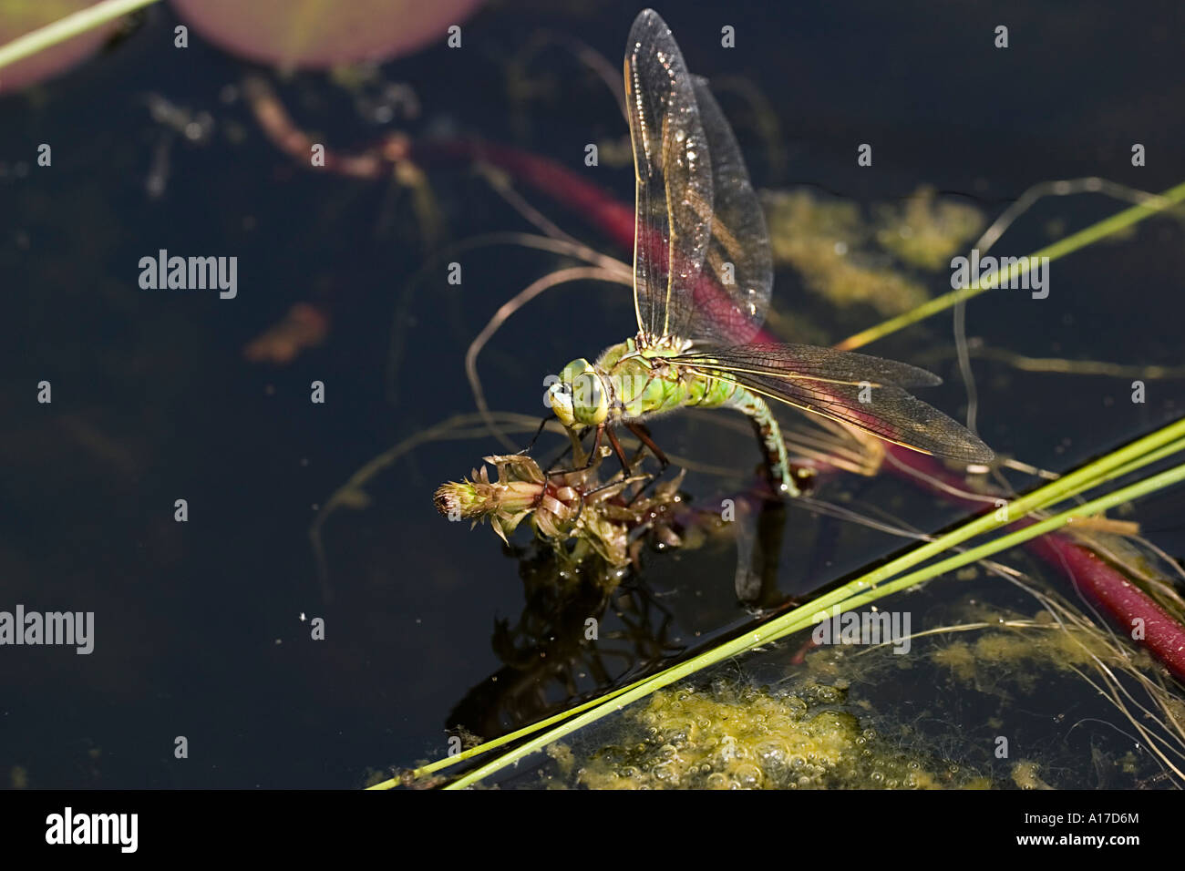 Pond frog dragonfly hi-res stock photography and images - Alamy