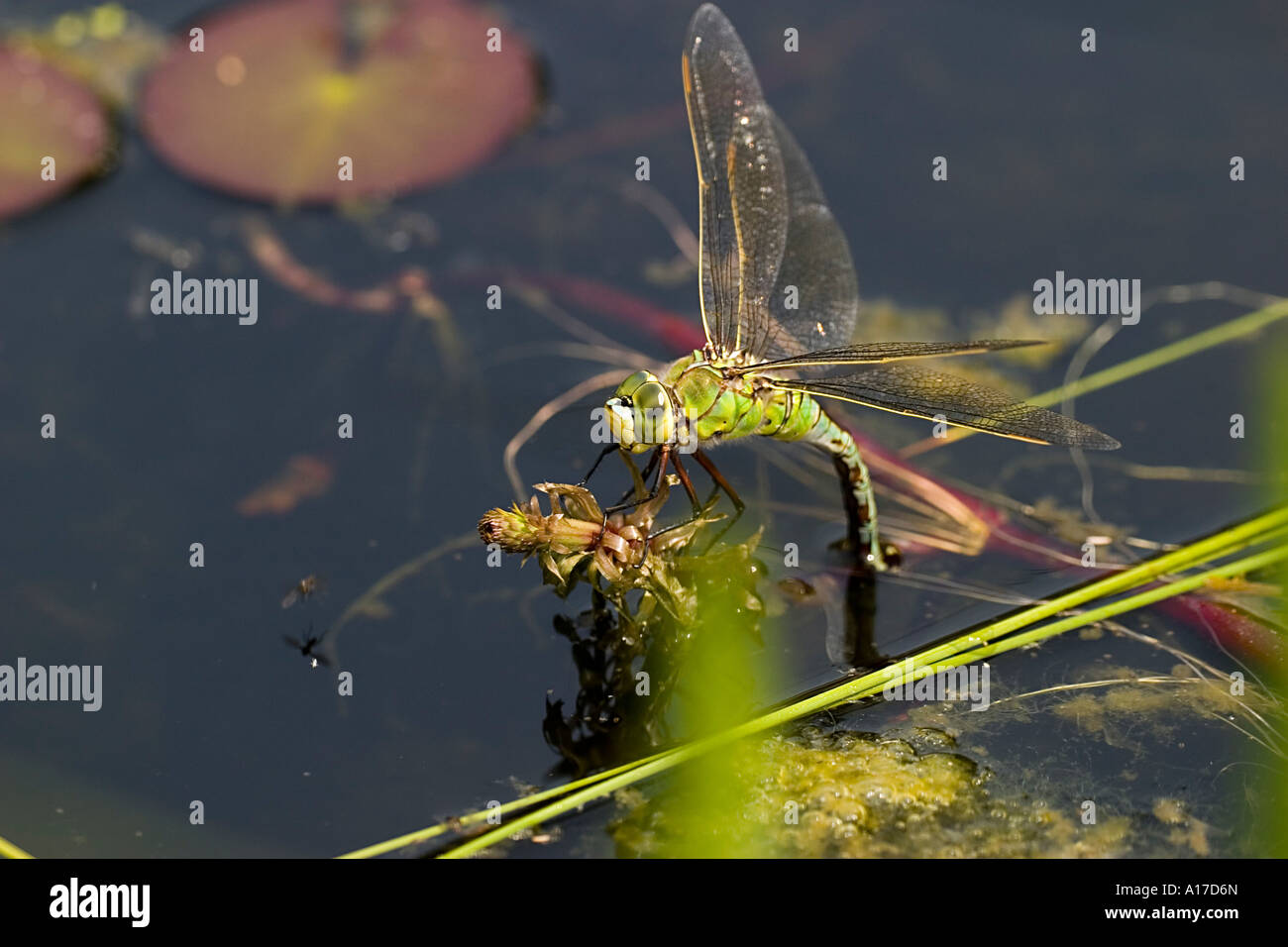 Pond frog dragonfly hi-res stock photography and images - Alamy