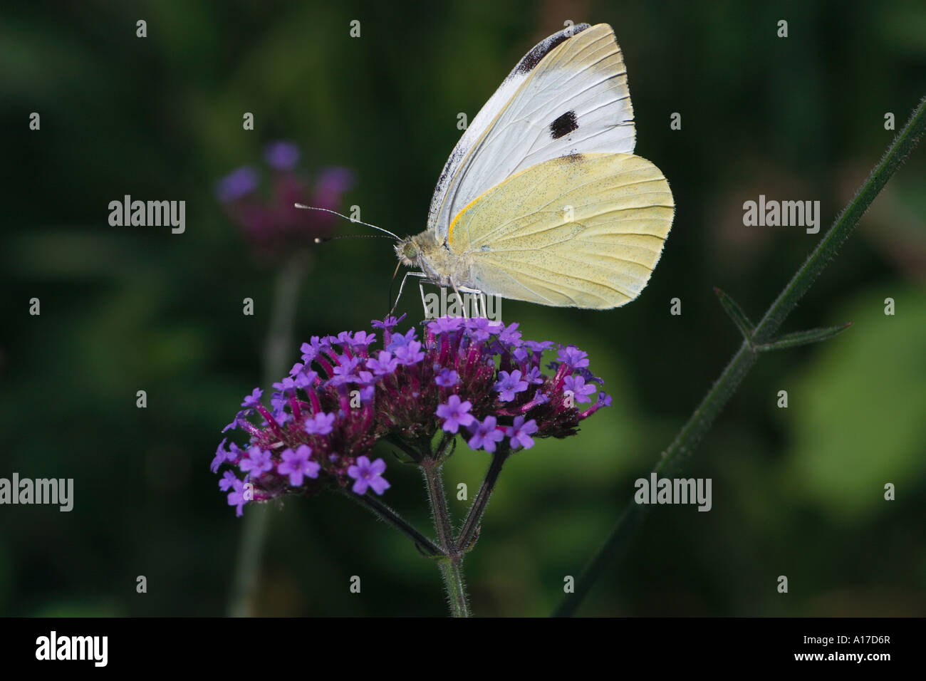 Large Cabbage white butterfly Stock Photo - Alamy