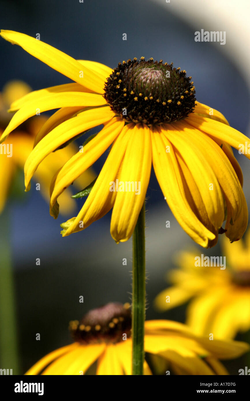 yellow sun hat Stock Photo - Alamy