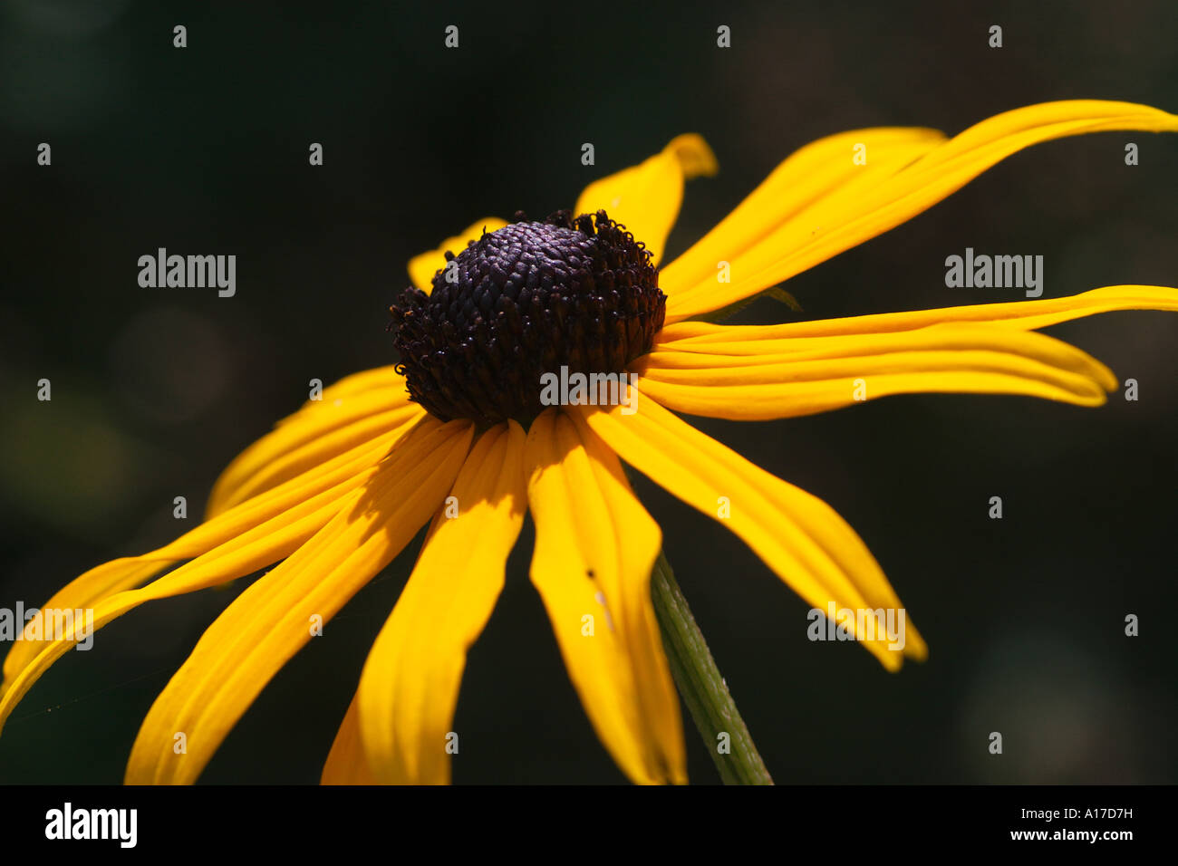 yellow sun hat Stock Photo - Alamy