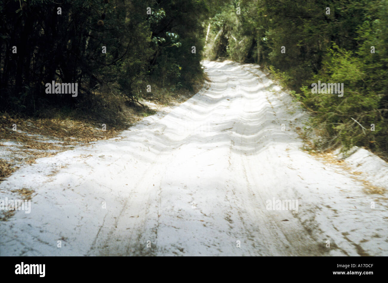 Sand road in forest Stock Photo - Alamy
