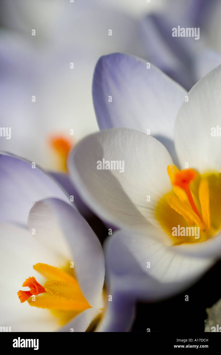 herald of spring Stock Photo - Alamy