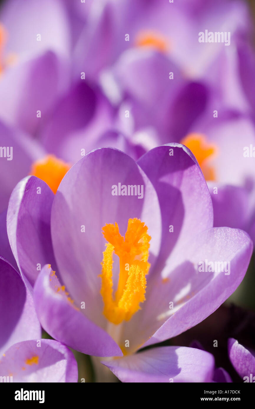 Orange herald hi-res stock photography and images - Alamy