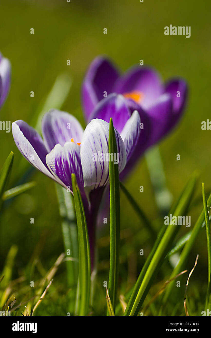 Orange herald hi-res stock photography and images - Alamy