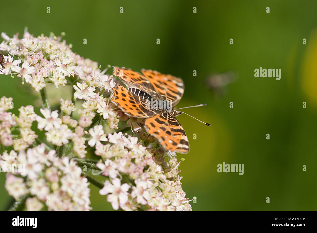 Small beauties hi-res stock photography and images - Alamy