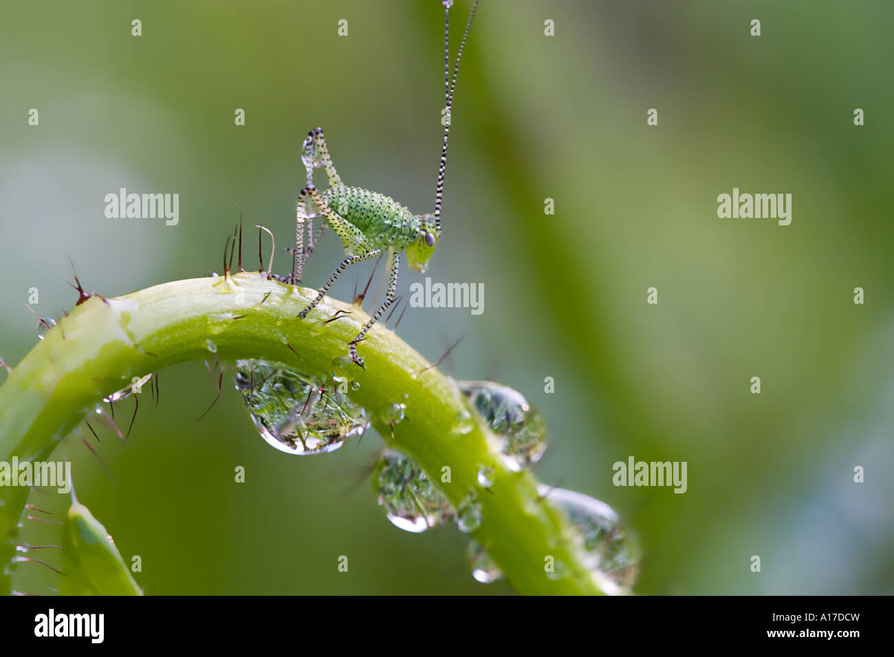 Larva of the green bush-cricket Stock Photo - Alamy