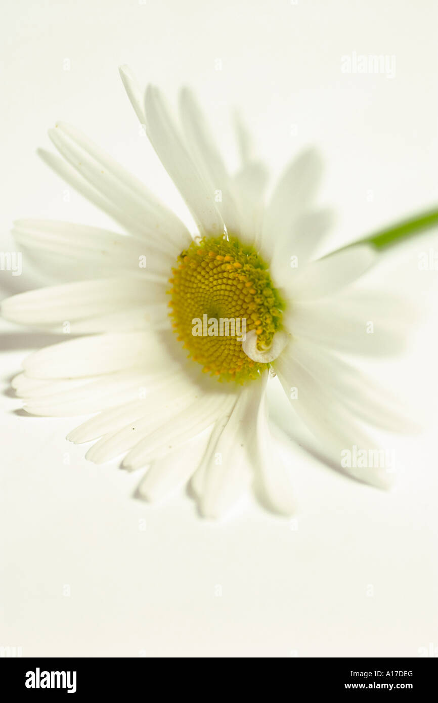 Black and white common daisy hi-res stock photography and images - Alamy