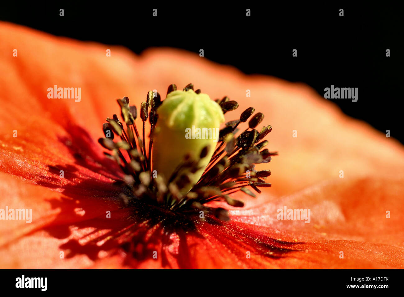 Arrays of flowers hi-res stock photography and images - Alamy