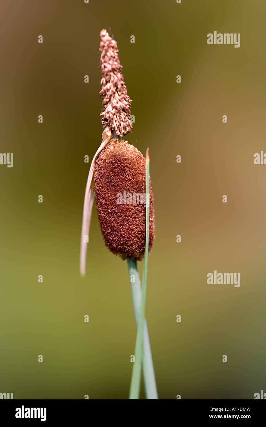 Reed maces hi-res stock photography and images - Alamy