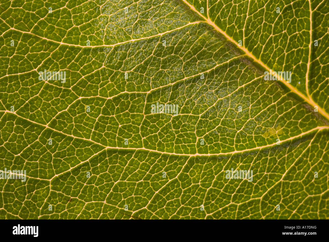 Rose leaf veins hi-res stock photography and images - Alamy