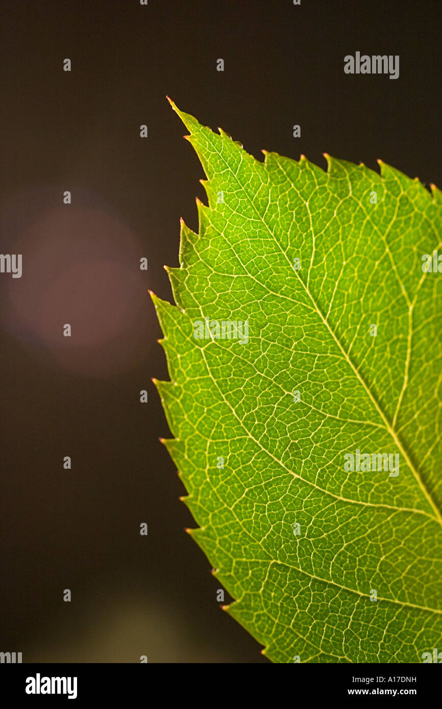 Rose leaf veins hi-res stock photography and images - Alamy
