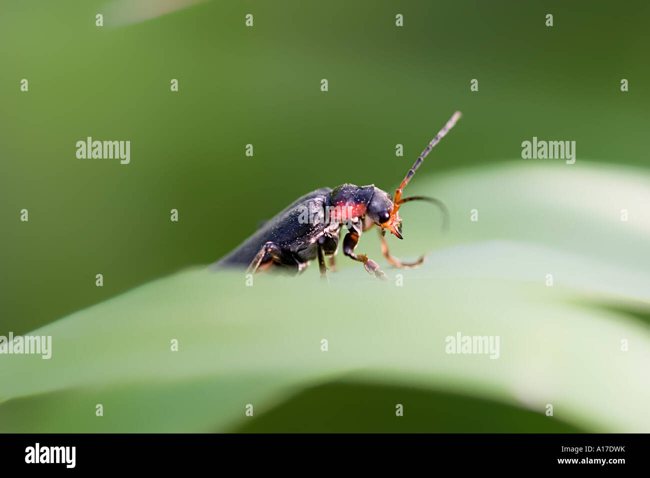 Beetle tanks hi-res stock photography and images - Alamy