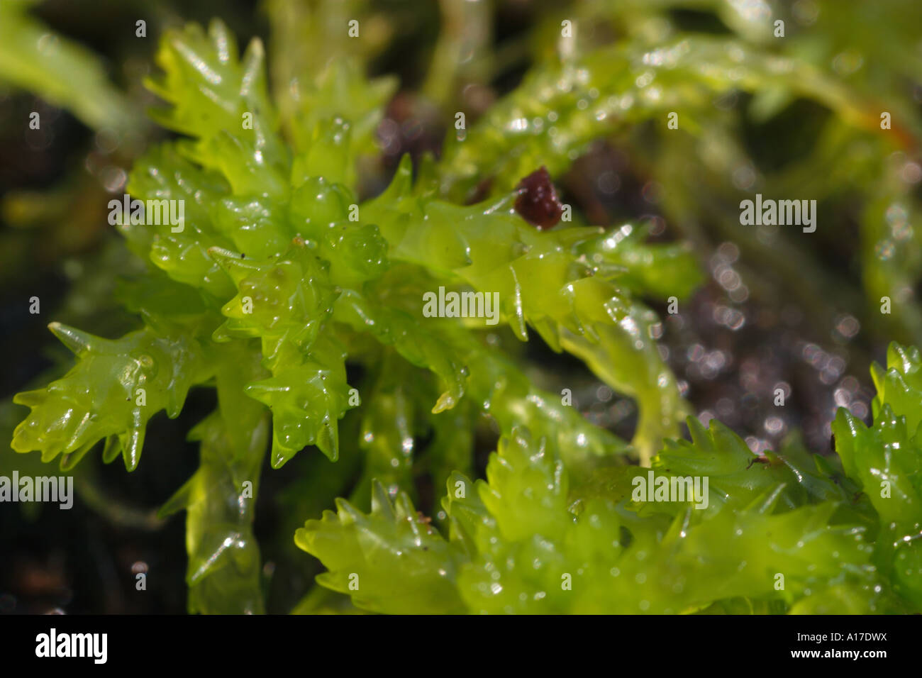 Turf moss hi-res stock photography and images - Alamy