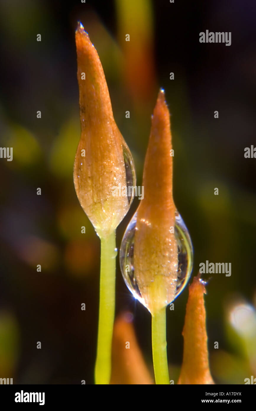 Rain boots with plants hi-res stock photography and images - Alamy