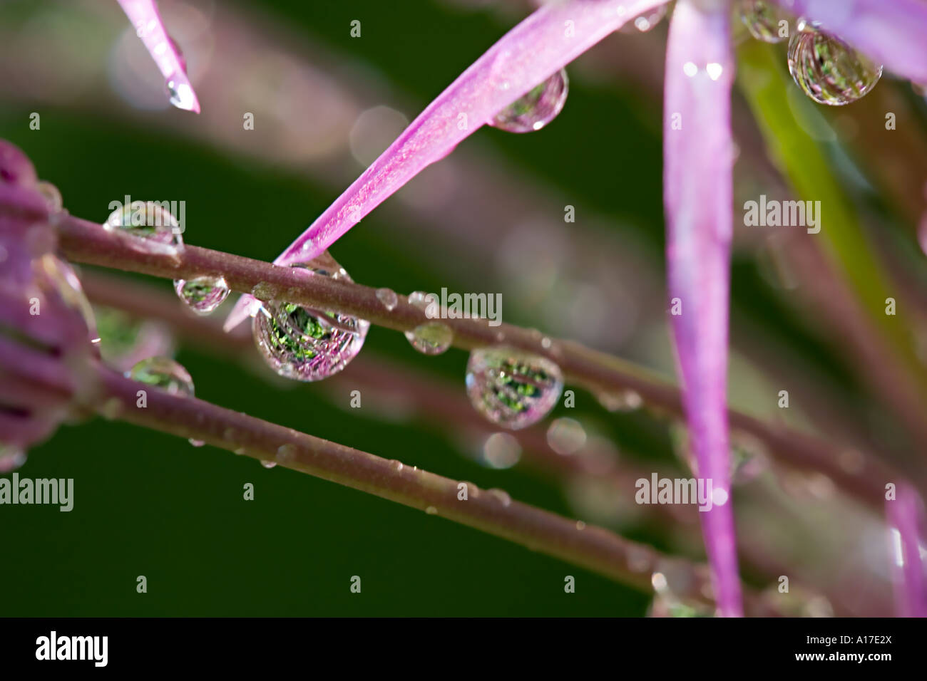 Water drop with reflection Stock Photo - Alamy