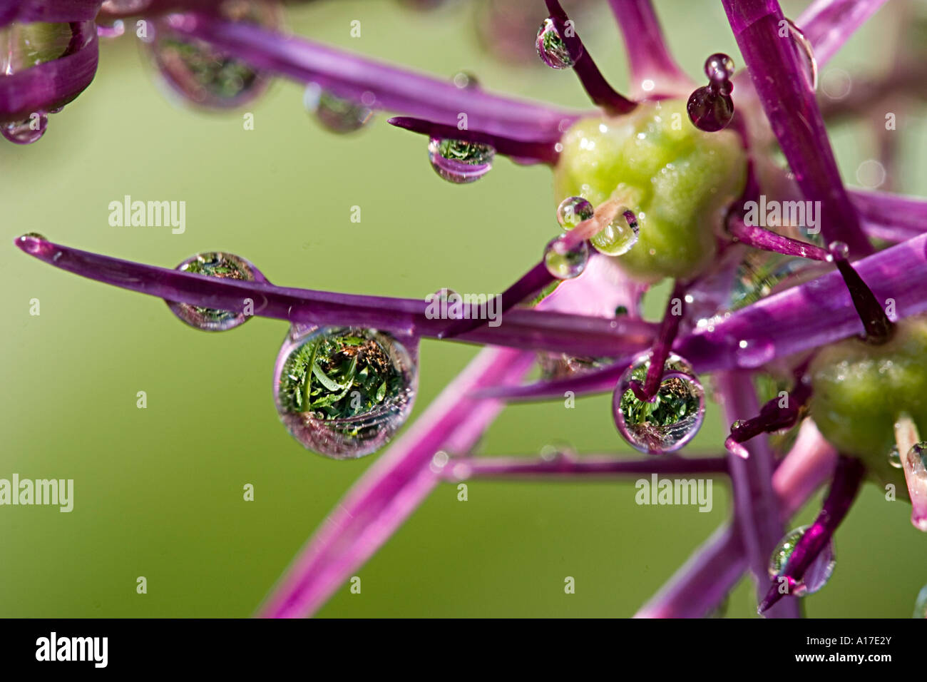 Water drop with reflection Stock Photo - Alamy