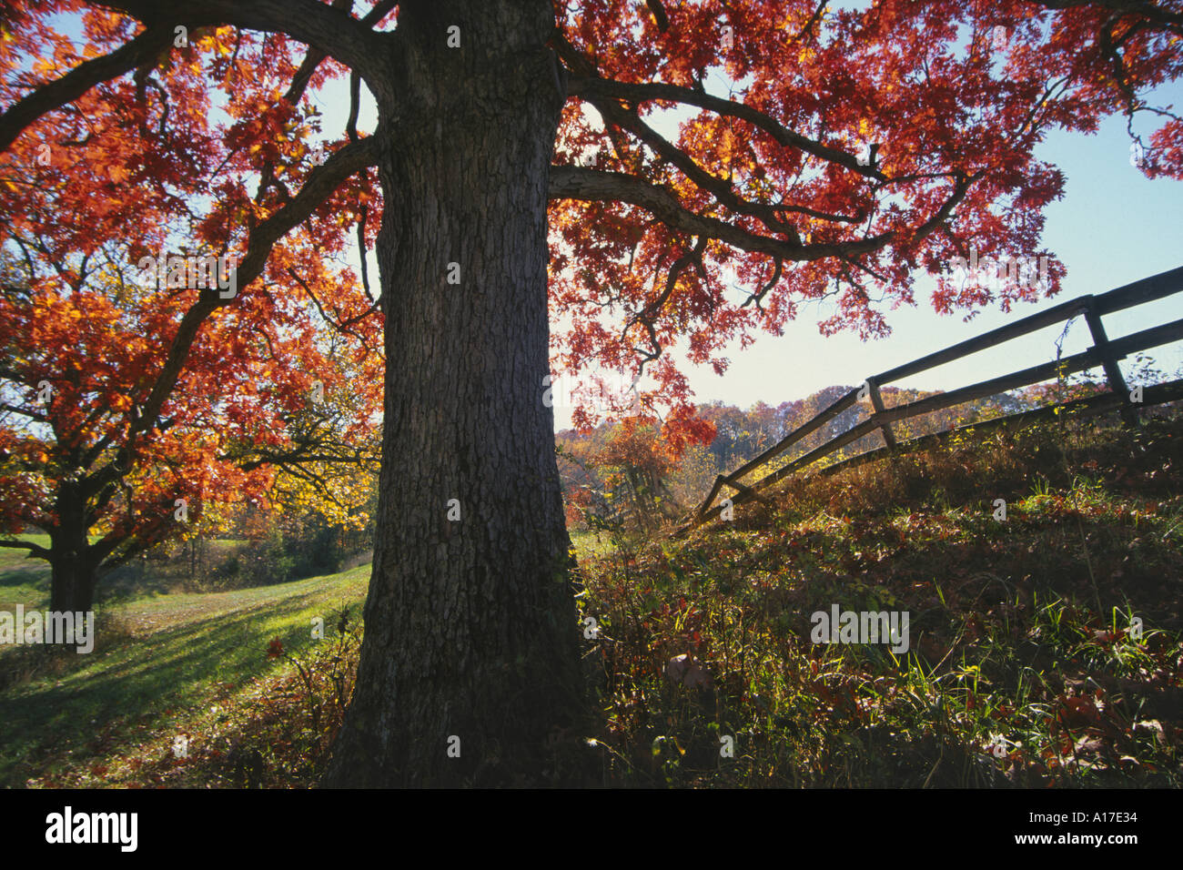Seasons: Huge white oak tree backlighted with fall orange color ...