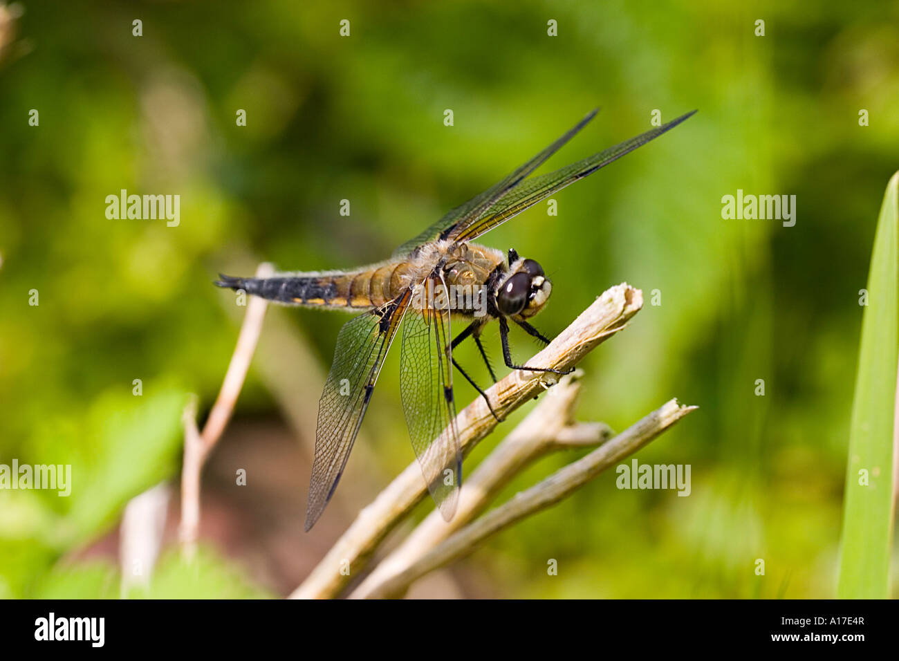 Four wing insects hi-res stock photography and images - Alamy