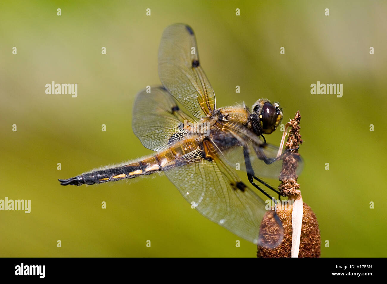 Four yards hi-res stock photography and images - Alamy