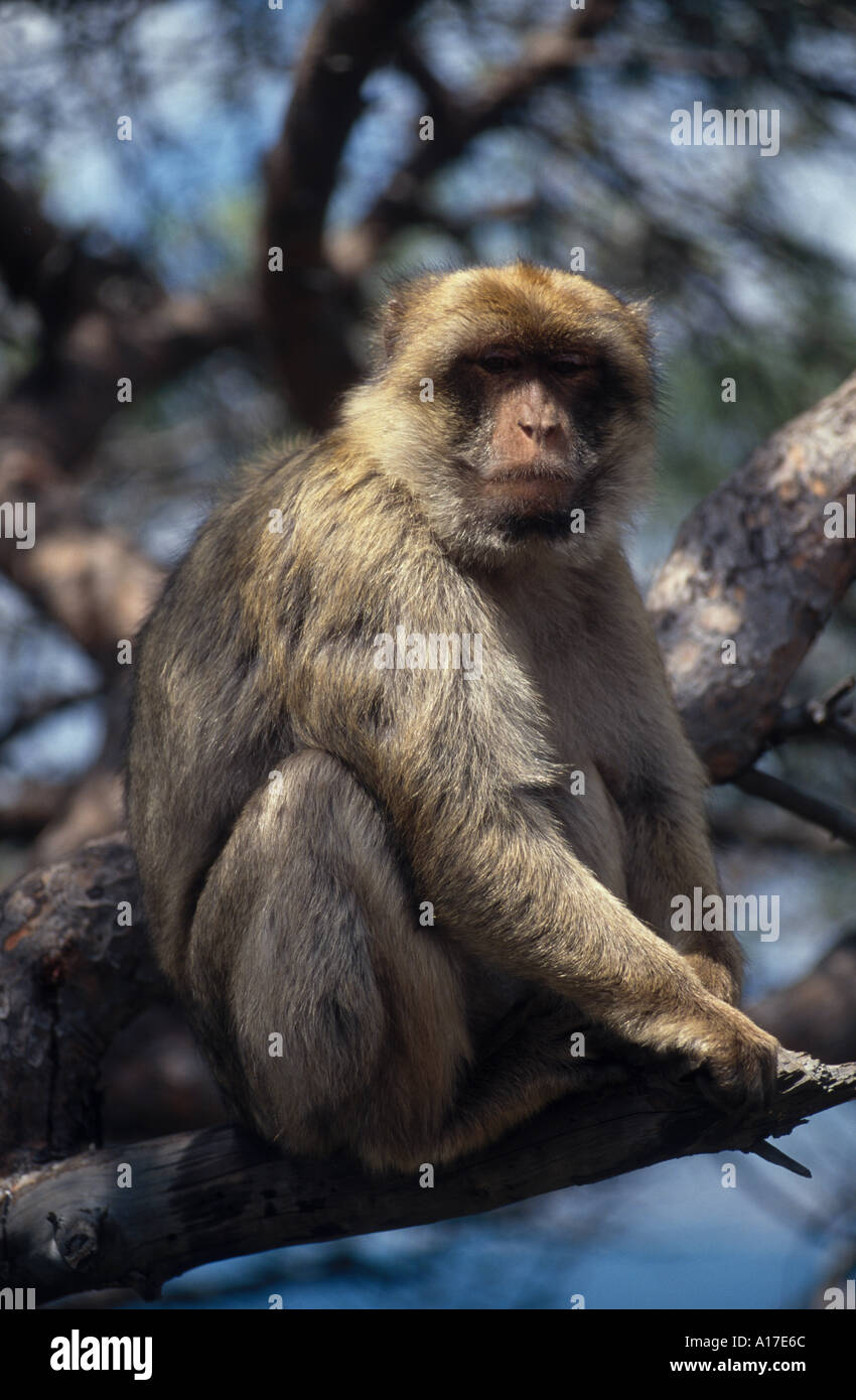 A barbary ape Macaca sylvanus at Apes Den near Moorish Castle in ...