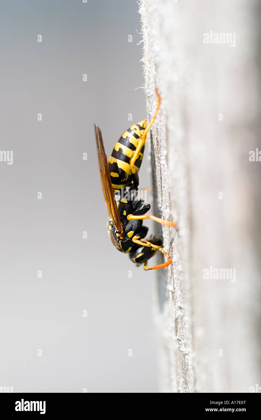 Wasp gather wood hi-res stock photography and images - Alamy