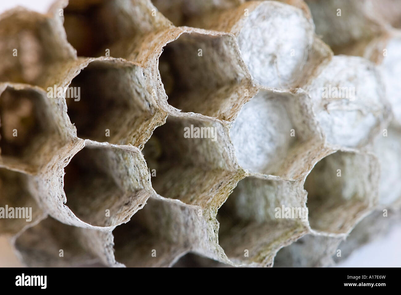 Nest of the French paper wasp Stock Photo - Alamy