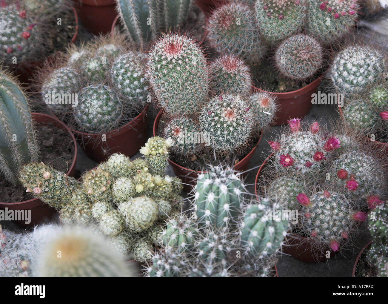 Cactus in pots view from above Stock Photo - Alamy