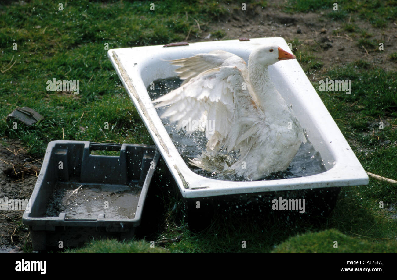 Domestic goose bathing in a tube Stock Photo - Alamy