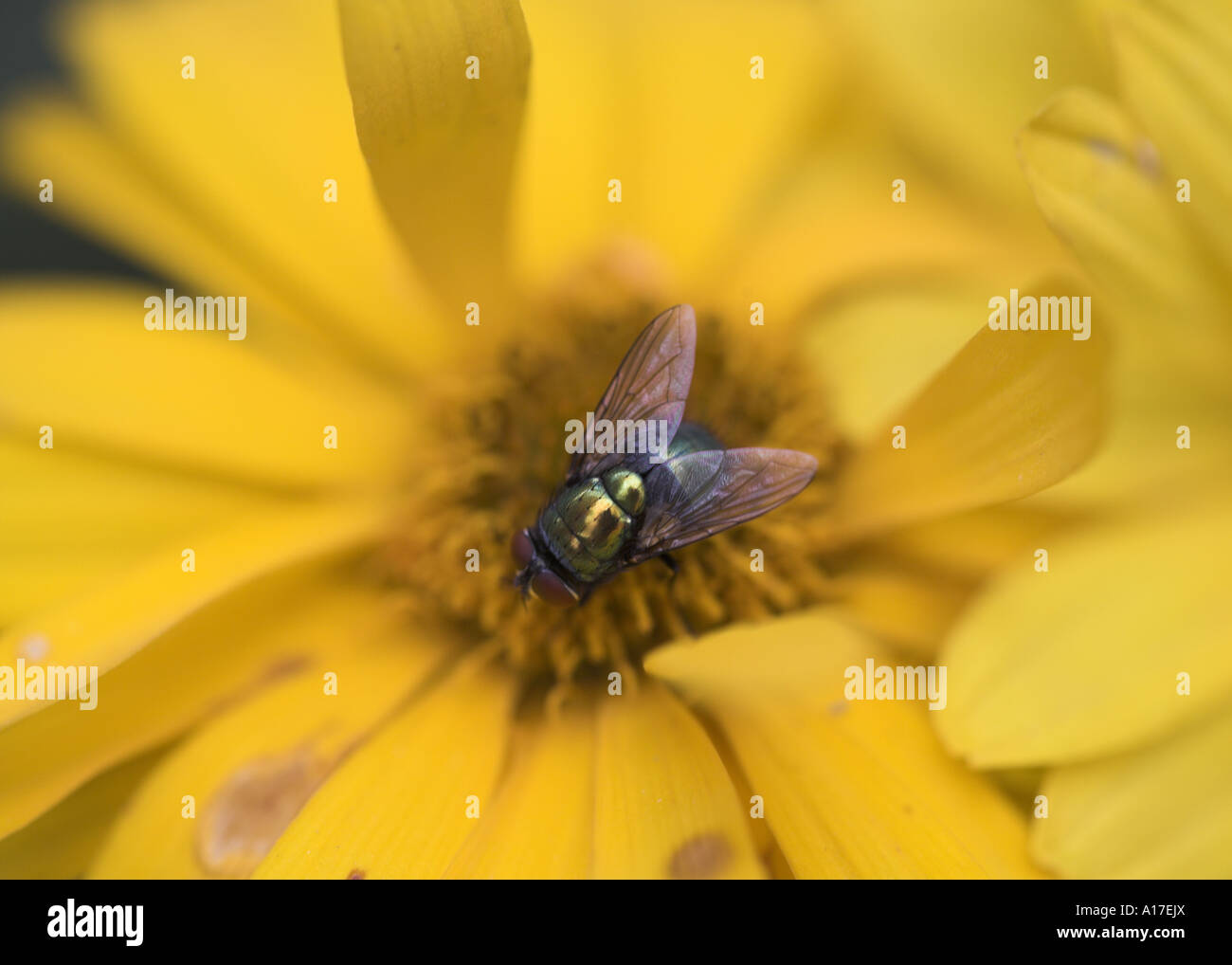 Eye of a flower hi-res stock photography and images - Alamy