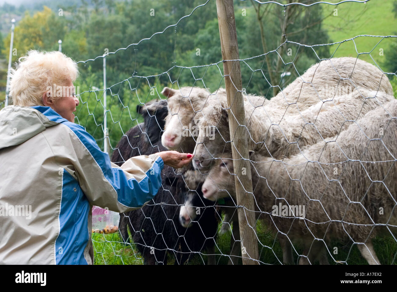 Woman feeding sheep behind wire fence Flam Norway Stock Photo - Alamy