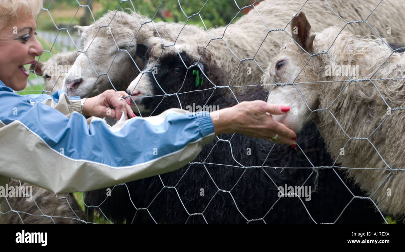 Woman feeding sheep behind wire fence Flam Norway Stock Photo - Alamy