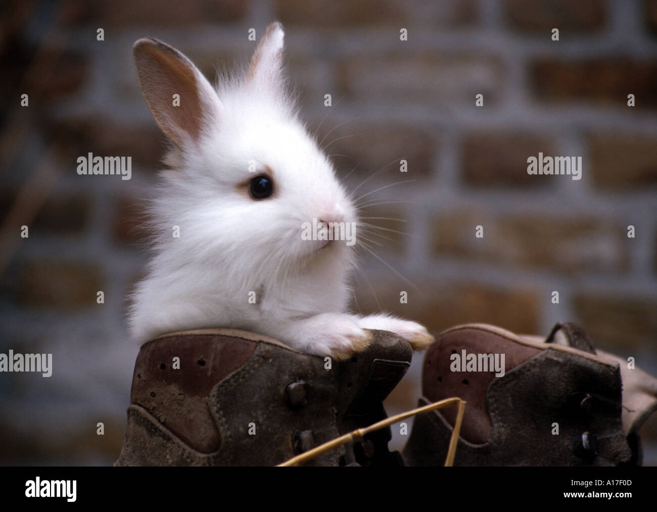 White rabbit in a shoe Stock Photo - Alamy
