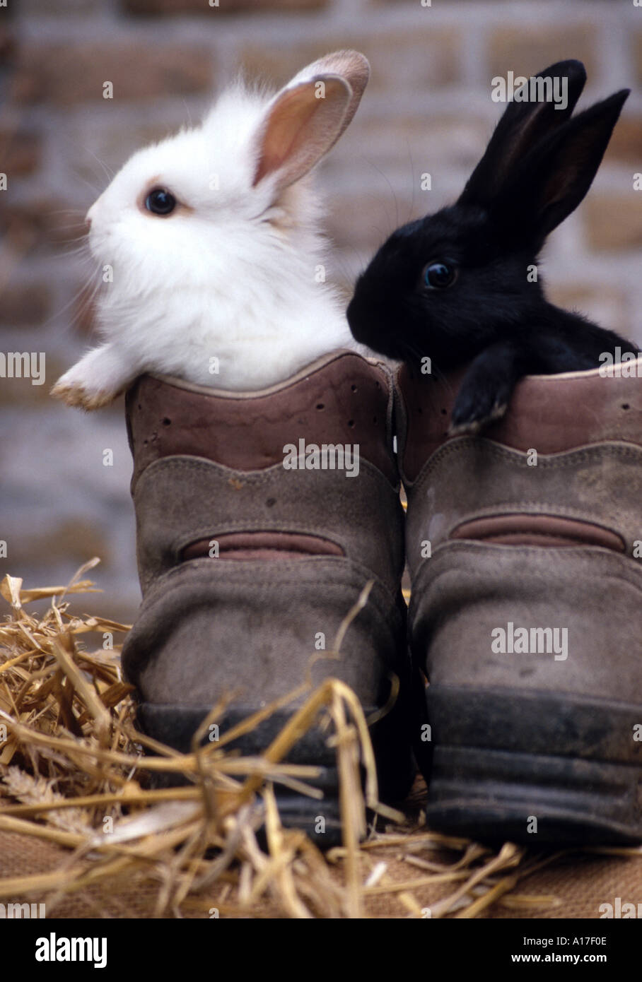 Black and white rabbit in a shoe Stock Photo - Alamy